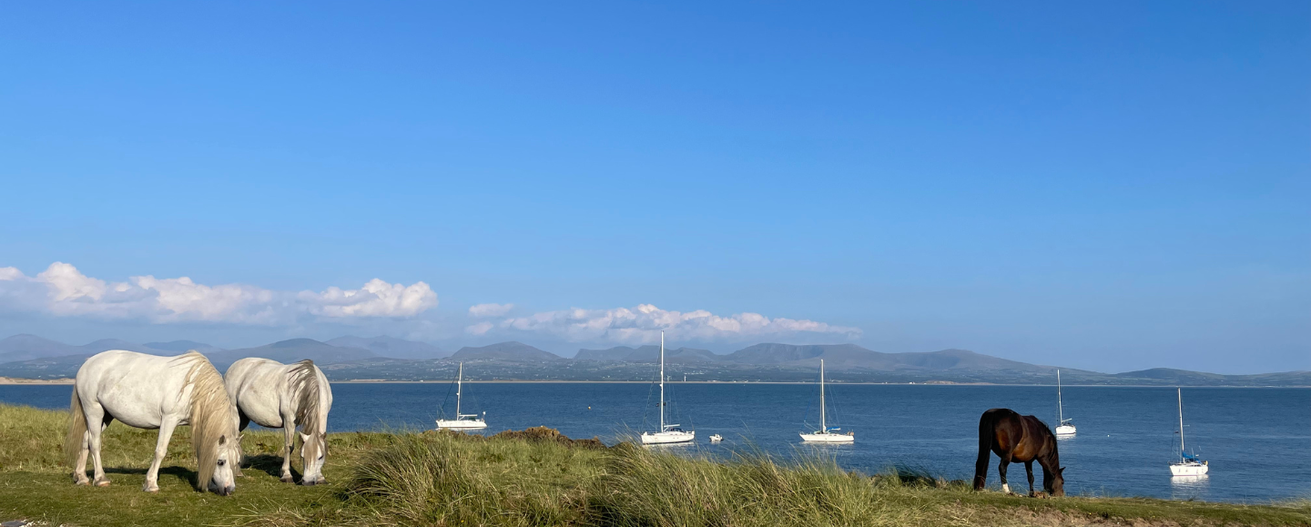 St Dwynwen's Day - Spread the Love